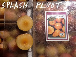 West Butte Orchards - Sutter, California